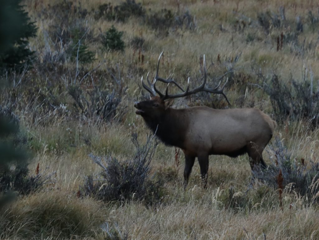 Bull Elk Rmnp
