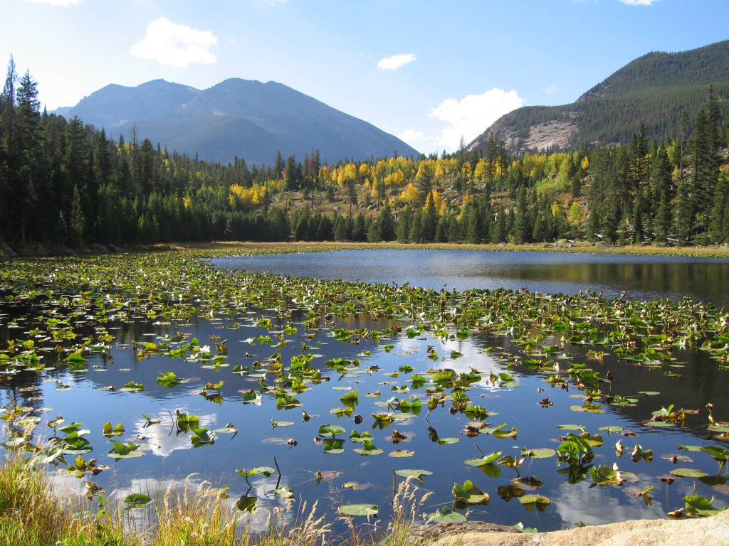 Cub Lake Lilies