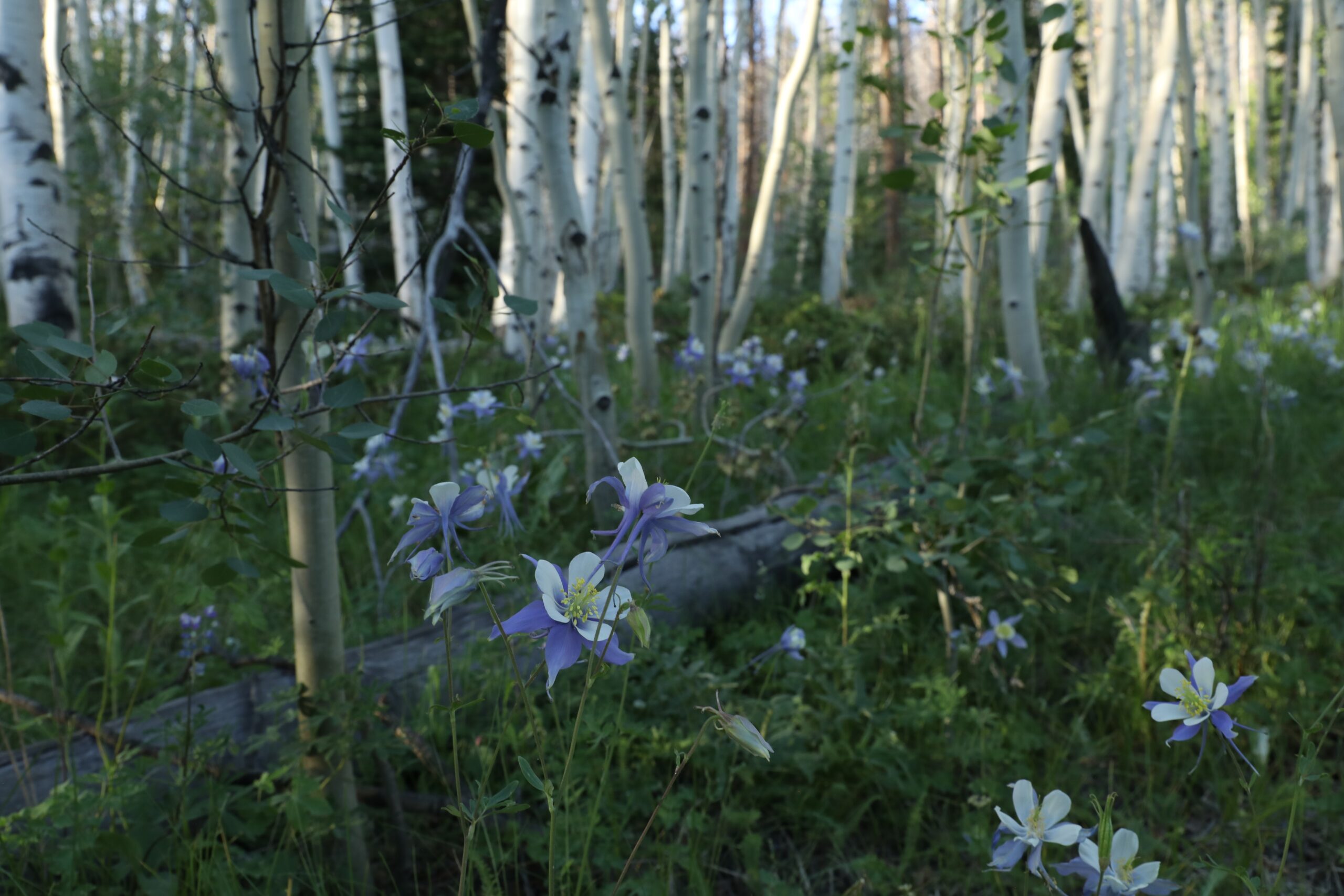 Columbine under Aspen Forest