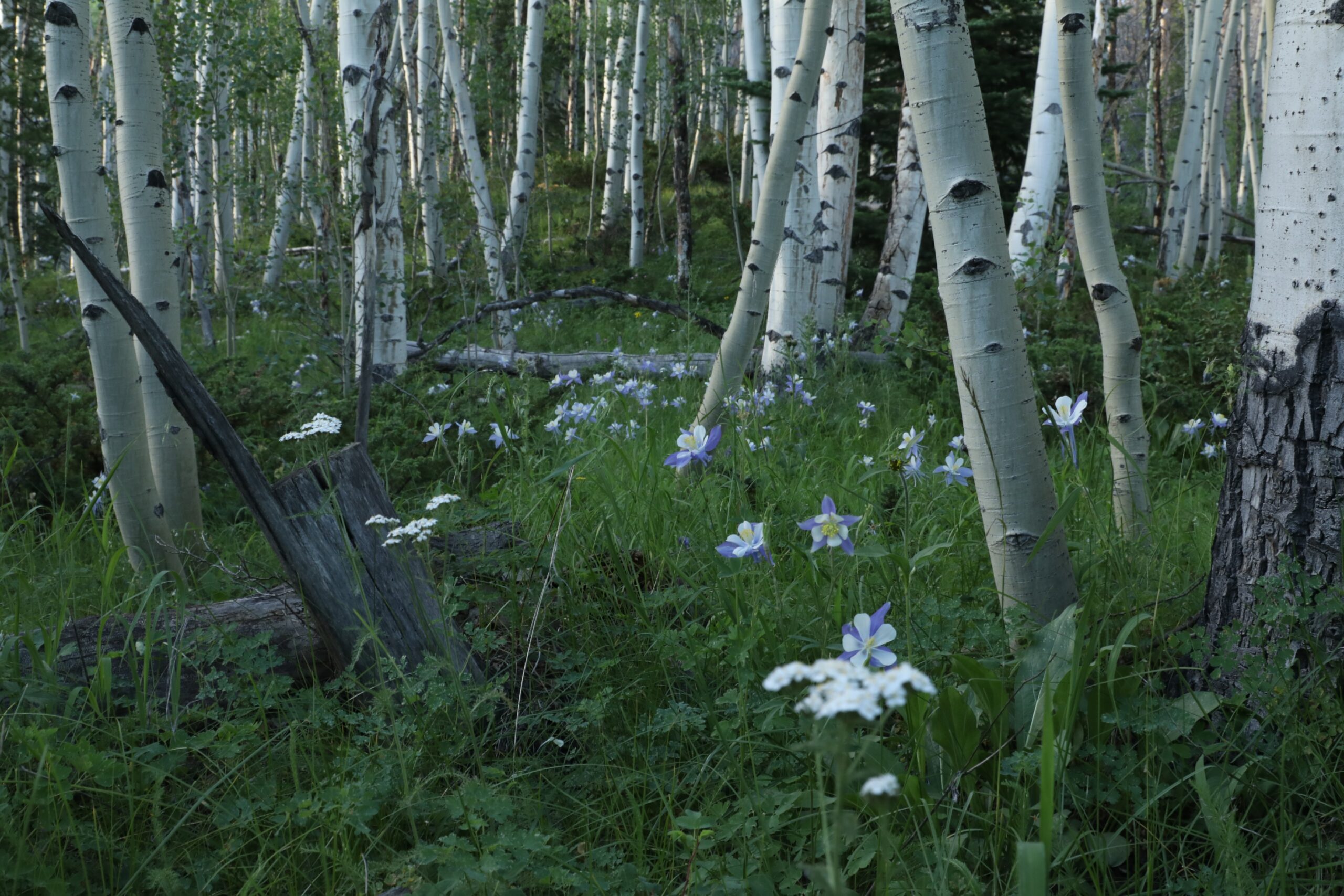 Columbine and Aspen